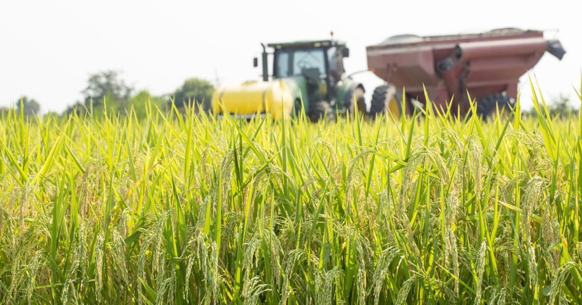 Proposed USAID Cuts Could Disrupt Louisiana Rice Farmers' Export Market ...