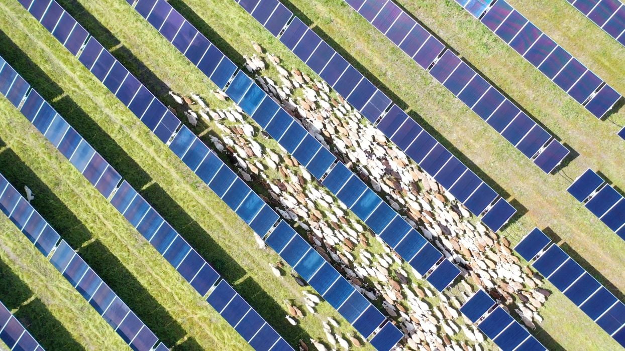 Swap Robotics' Autonomous Mowers Advance Silicon Ranch's Solar Strategy ...